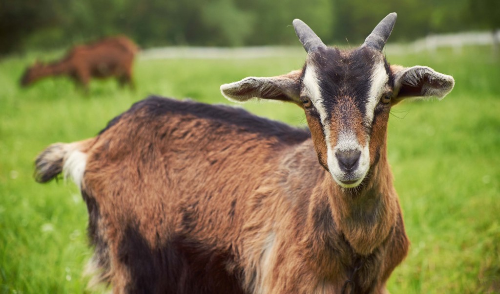 Essais sur ovin et caprin en Rhône-Alpes
