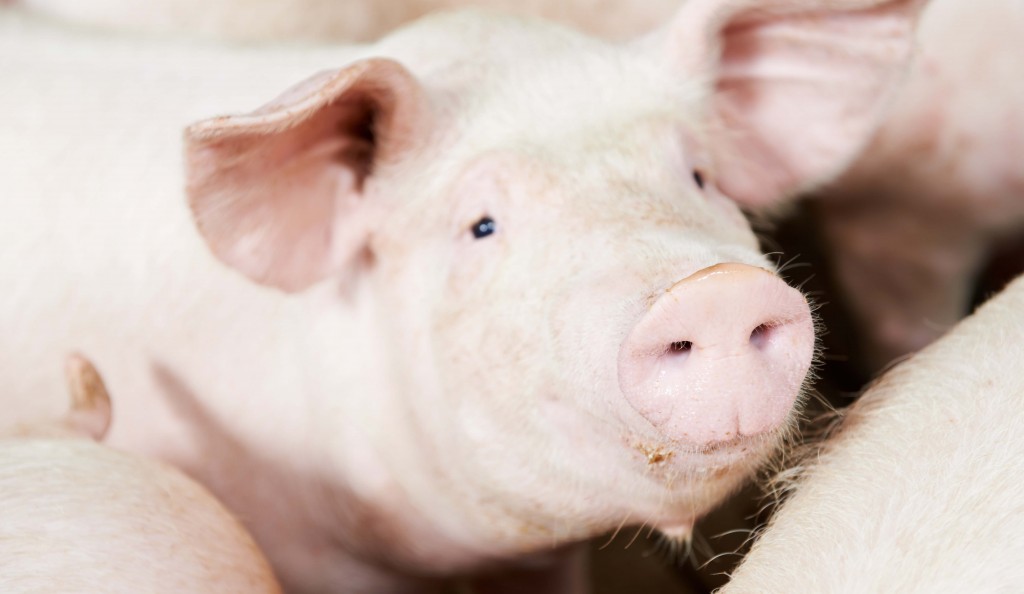 Hébergement pour l'élevage de porcin de rente, dans l'Ain