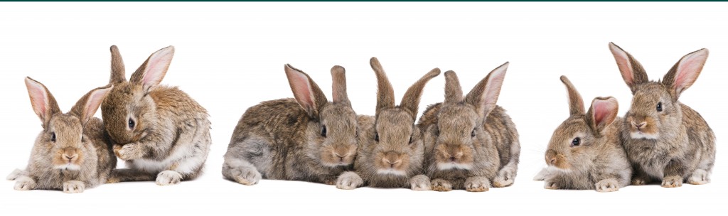 Pigase, étude de lapin de rente